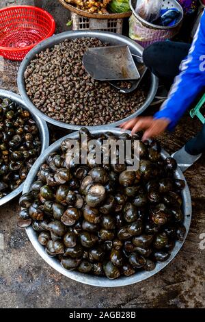 Fresh Snails For Sale At Phsar Chas Market (Old Market) Phnom Penh ...