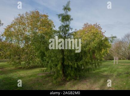 California Nutmeg Tree Torreya californica habit whole tree Stock Photo ...