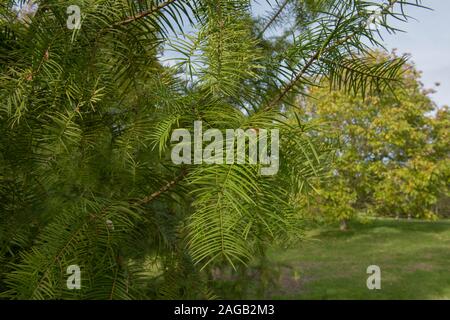 California Nutmeg Tree Torreya californica habit whole tree Stock Photo ...