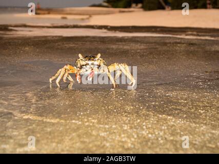 Swift-footed rock crab, Helengeli Island, Maldives, Asia Stock Photo ...