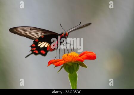 Closeup shot of a beautiful butterfly with interesting textures on an ...