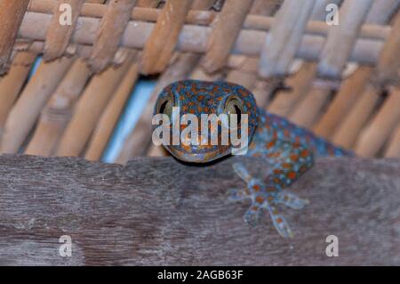 Closeup shot of a scared blue lizard with orange spots hiding under a ...