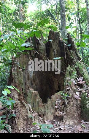 Moss-covered, tropical tree with vines growing up and hanging down from ...