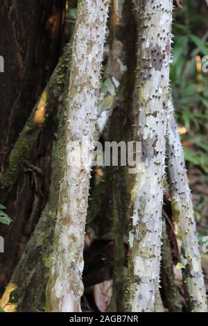 Walking Palm Socratea exorrhiza bark Igapo Amazon rainforest Ecuador ...