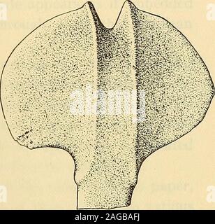 . Monolithic axes and their distribution in ancient America Stock Photo ...