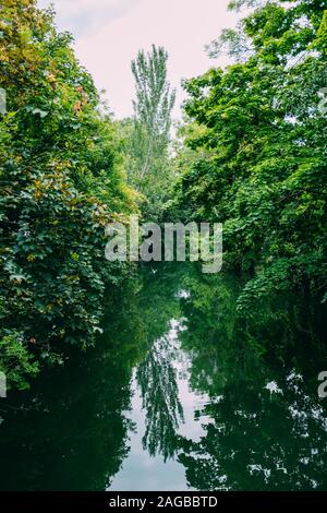 A mesmerizing shot of clear river in the middle of the forest Stock ...