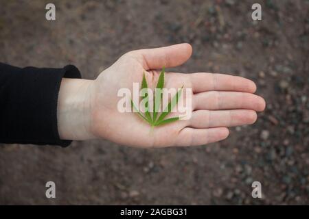 Woman's hand gives or takes green hemp's leaves Stock Photo - Alamy