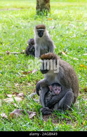 Vervet monkey (Chlorocebus pygerythrus) with newborn baby, Entebbe ...