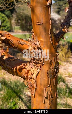 Paperbark Maple tree (Acer griseum), a reddish tree with peeling bark ...