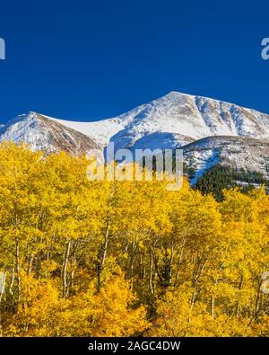 fall colors of aspen below garfield mountain in the lima peaks near ...