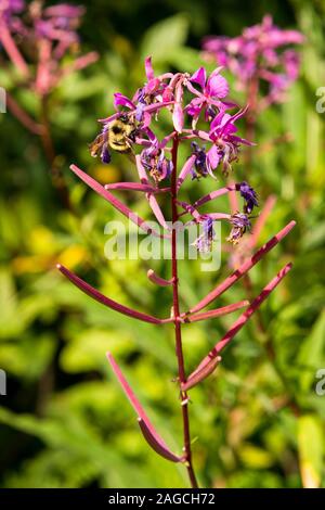 Fireweed (Chamerion angustifolium) flowers in bloom around fire ...
