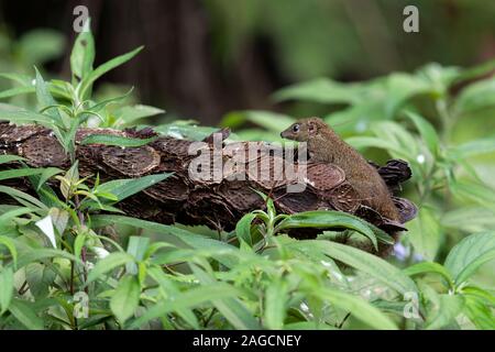 Northern Treeshrew (Tupaia belangeri) in Yunnan, China Stock Photo - Alamy