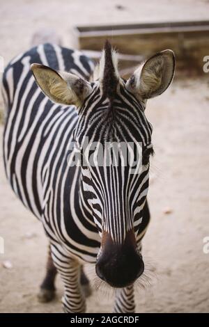Chapman`s zebra, Equus burchelli chapmanni,Barcelona zoo, Spain, Europe ...