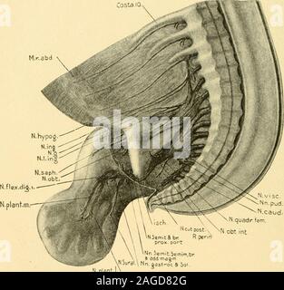 . The American journal of anatomy. N vise,pud.N caud.^ N quadr fern N ...