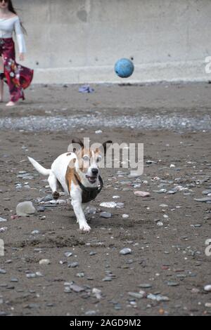 A Jack Russell Terrier runs on a treadmill Stock Photo - Alamy