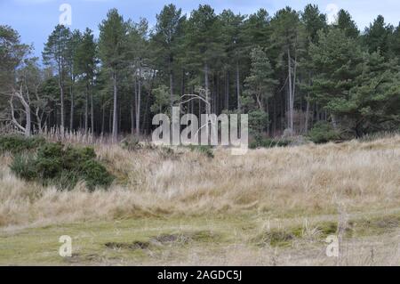 Kinshaldy Beach, Tentsmuir Forest, Leuchars, Fife, Scotland, December ...