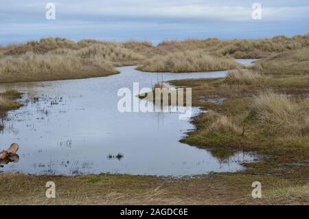 Kinshaldy Beach, Tentsmuir Forest, Leuchars, Fife, Scotland, December ...