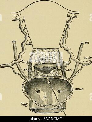 . Essentials of gynecology, arranged in the form of questions and ...