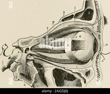 Pterygomaxillary Fissure Face Step 4a