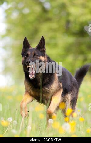 teeth, dog, aggressive, agressive, mouth, laugh, laughs, laughing, twit ...