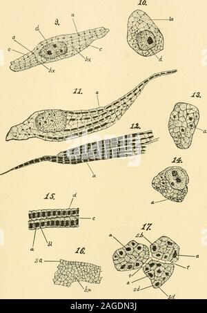 . Journal of anatomy . Fig. 4.—Longitudinal section through sujira ...