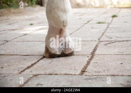 Mud fever, pastern dermatitis in lower limbs of horses leg Stock Photo ...