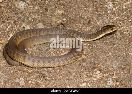 Rough-scaled Snake or Clarence River Snake Stock Photo - Alamy