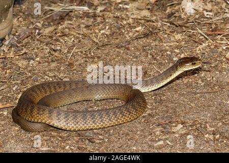 Rough-scaled Snake or Clarence River Snake Stock Photo - Alamy