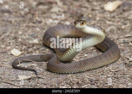 Rough-scaled Snake or Clarence River Snake Stock Photo - Alamy