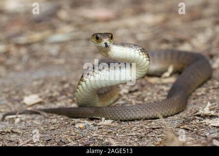 Rough-scaled Snake or Clarence River Snake Stock Photo - Alamy