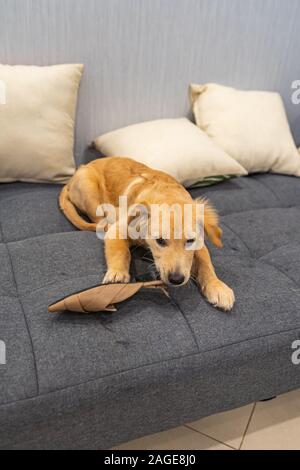 Naughty four-months old golden puppy playing with his owner's shoes ...