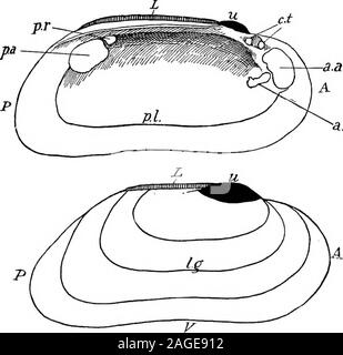 Right valve of a fresh water mussel Stock Photo - Alamy
