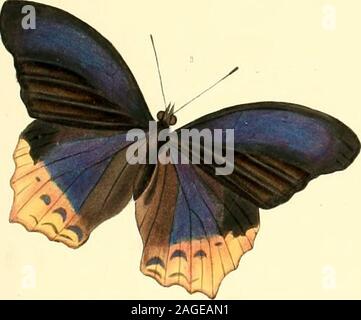 . The genera of diurnal lepidoptera : comprising their generic ...