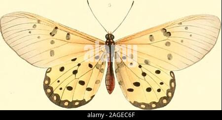 . The genera of diurnal lepidoptera : comprising their generic ...
