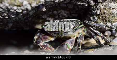 A closeup shot of a freshwater crab in a small stone cave on a shore ...