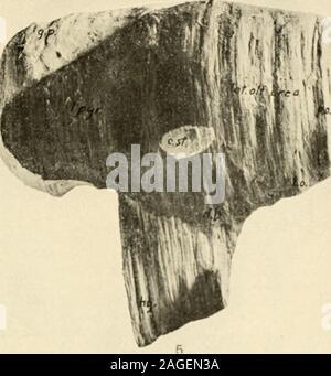 . Journal of comparative neurology. DORSAL VENTRICULAR RIDGE 495 Stock ...