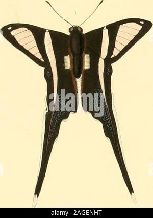 . The genera of diurnal lepidoptera : comprising their generic ...