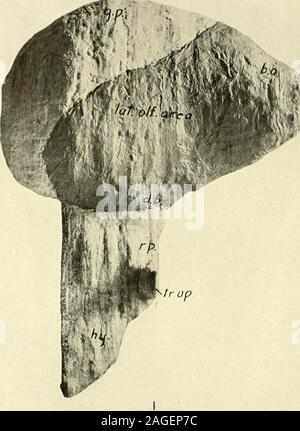 . Journal of comparative neurology. DORSAL VENTRICULAR RIDGE 495 Stock ...