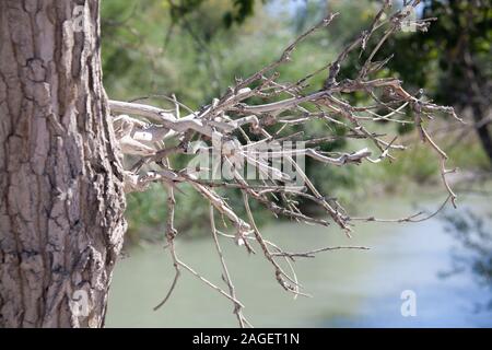 Landscapes of Mongolia, Hovd river tree Stock Photo - Alamy