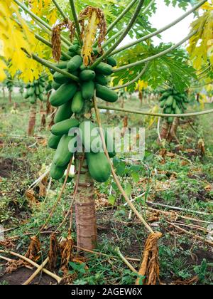 Close-up of a large green papaya leaf with prominent radiating veins ...
