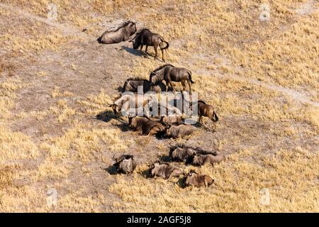 Wildebeests herding on savannah, aerial view, Okavango delta ...