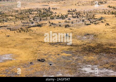 Wildebeests herding on savannah, aerial view, Okavango delta ...