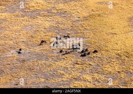 Wildebeests herding on savannah, aerial view, Okavango delta ...