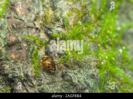 Crawling diving beetle (Haliplus sp Stock Photo - Alamy