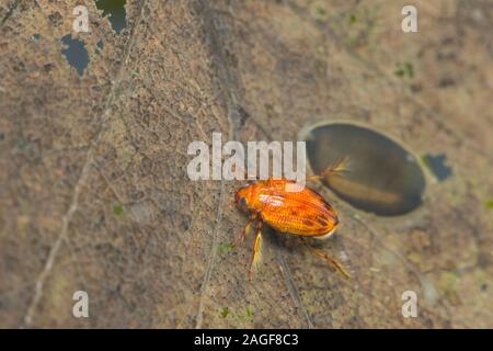 Crawling diving beetle (Haliplus fulvus Stock Photo - Alamy