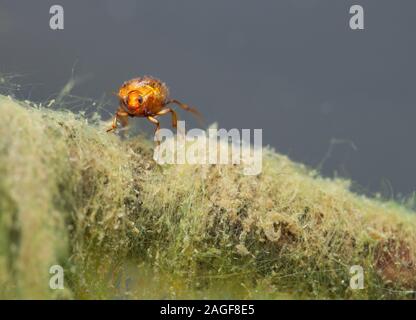 Crawling diving beetle (Haliplus fulvus Stock Photo - Alamy