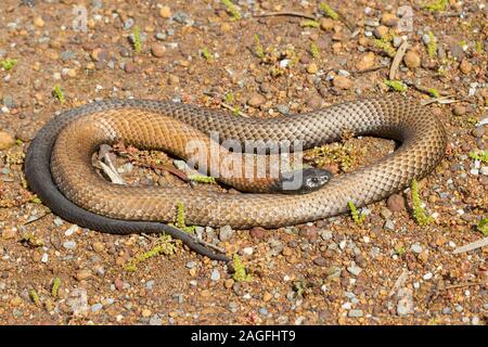 Black Tiger Snake (Notechis ater), Fam. Elapidae, A highly venomous ...