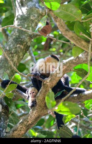 Closeup shot of a female hanging baby cloth laundry outdoors on a sunny ...