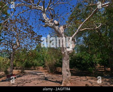 05 Mar 2019 Indian Ghost Tree Sterculia urens out side Vaijnath Shiva ...
