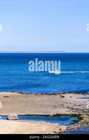 Sea lions, Peninsula Valdes, Patagonia, Argentina Stock Photo - Alamy